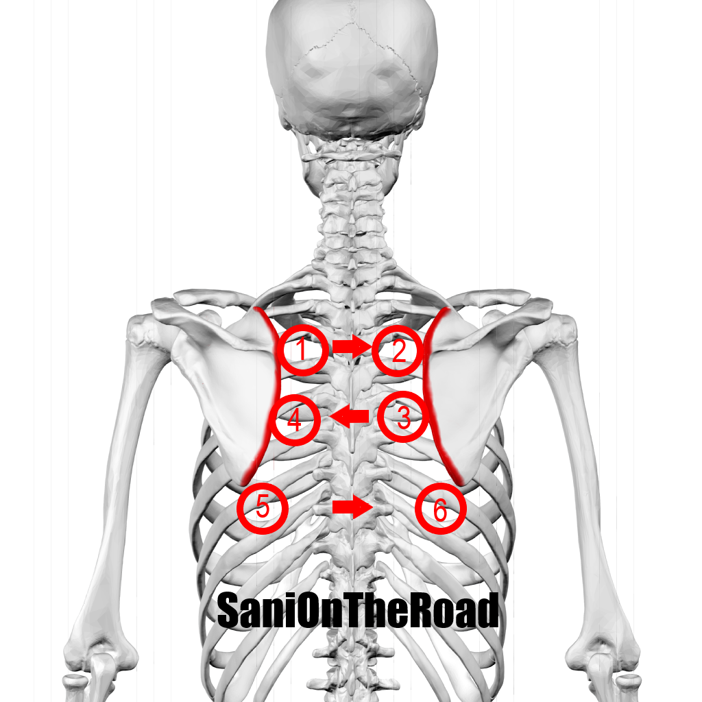 „Kleines 1×1 des Rettungsdienstes“ – Teil 27: Die pulmonale ...